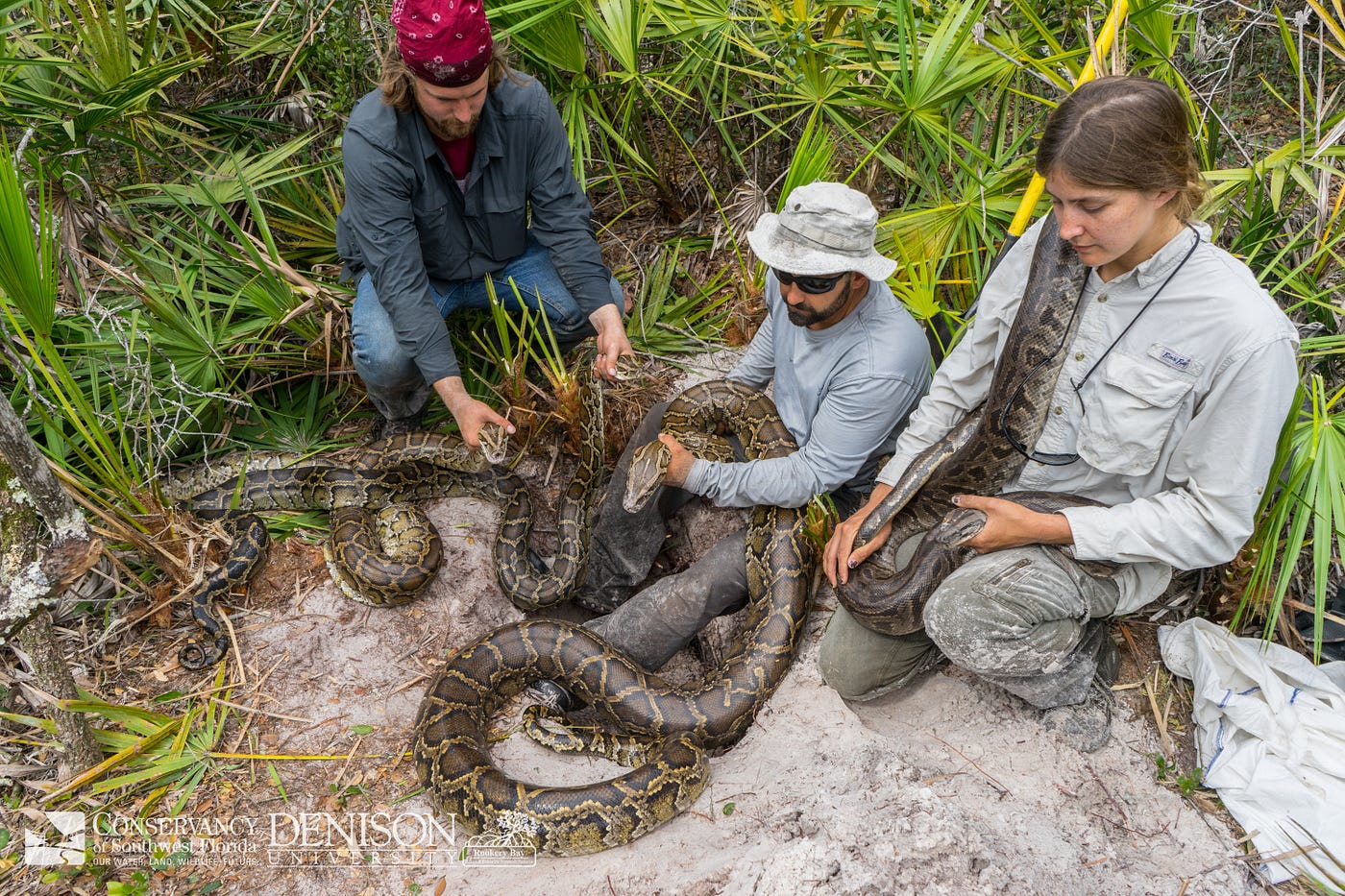 A ton of Burmese pythons removed in 90 days | by Conservancy of SWFL ...