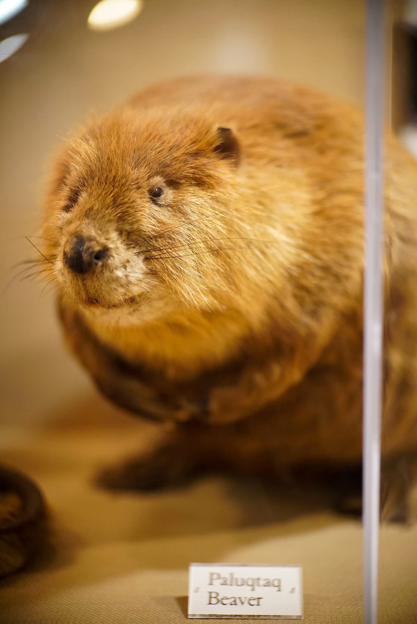 Beavers Can Build, but Rivers Rule the Roost | by U.S.Fish&Wildlife ...