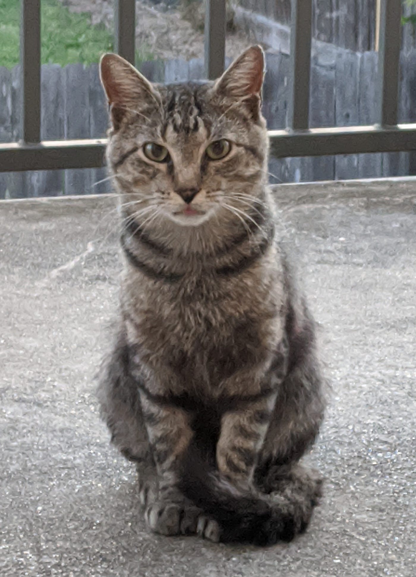 I Have A Pet Feral Cat That I ve Been Working With For 2 5 By Julie I Have A Pet Feral Cat That I ve Been Working With For 2 5 By Julie