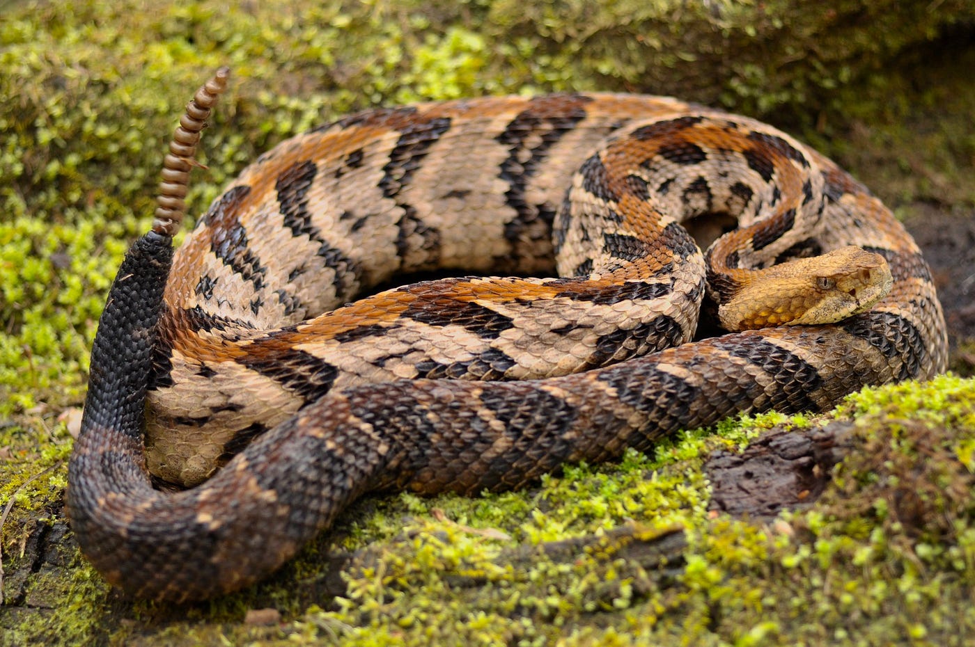 How NOT to Identify a Venomous Snake | by Micha Petty | The Natural ...