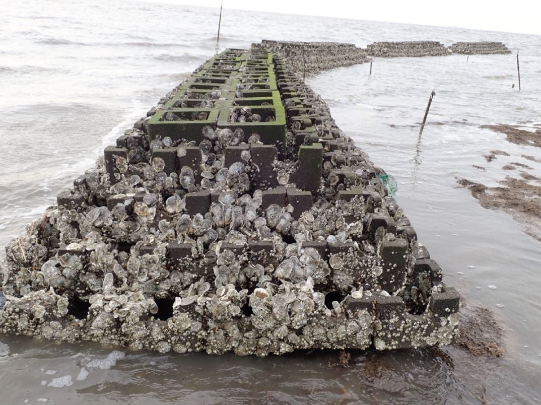 Learning from a living shoreline in Delaware Bay | by James I. Miller ...