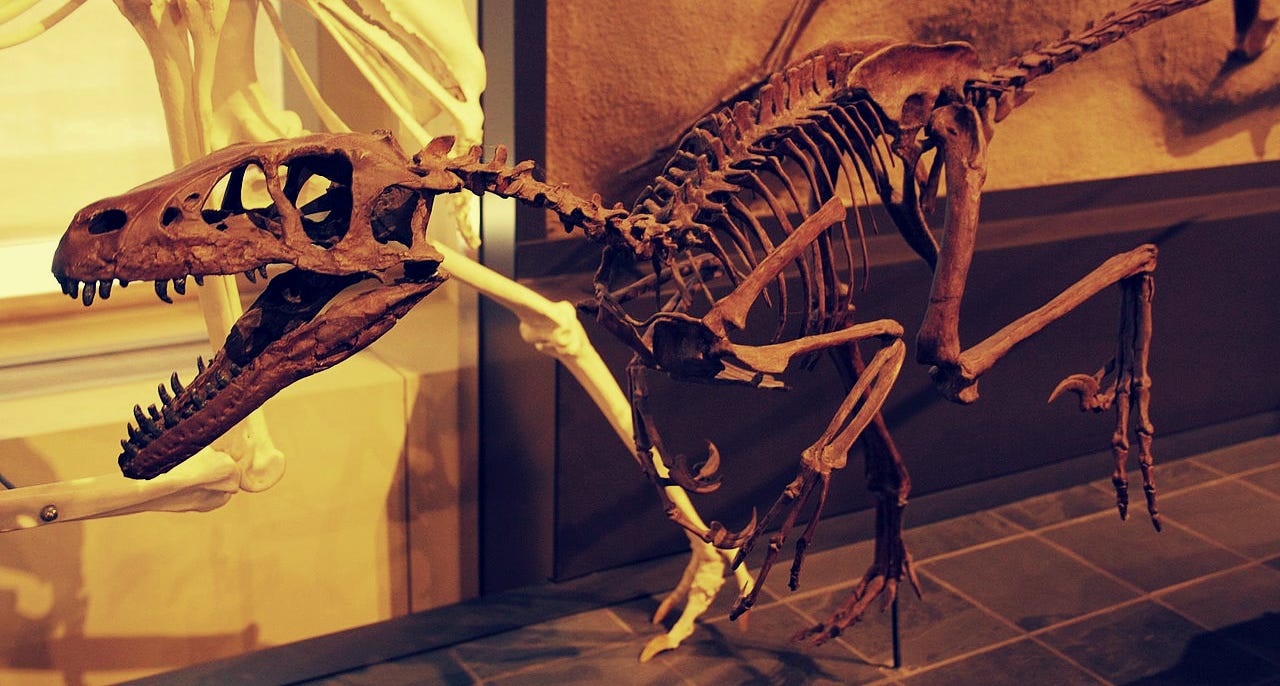 Dromaeosauridae: Meet the “Raptors” of the Mesozoic | by Panos ...