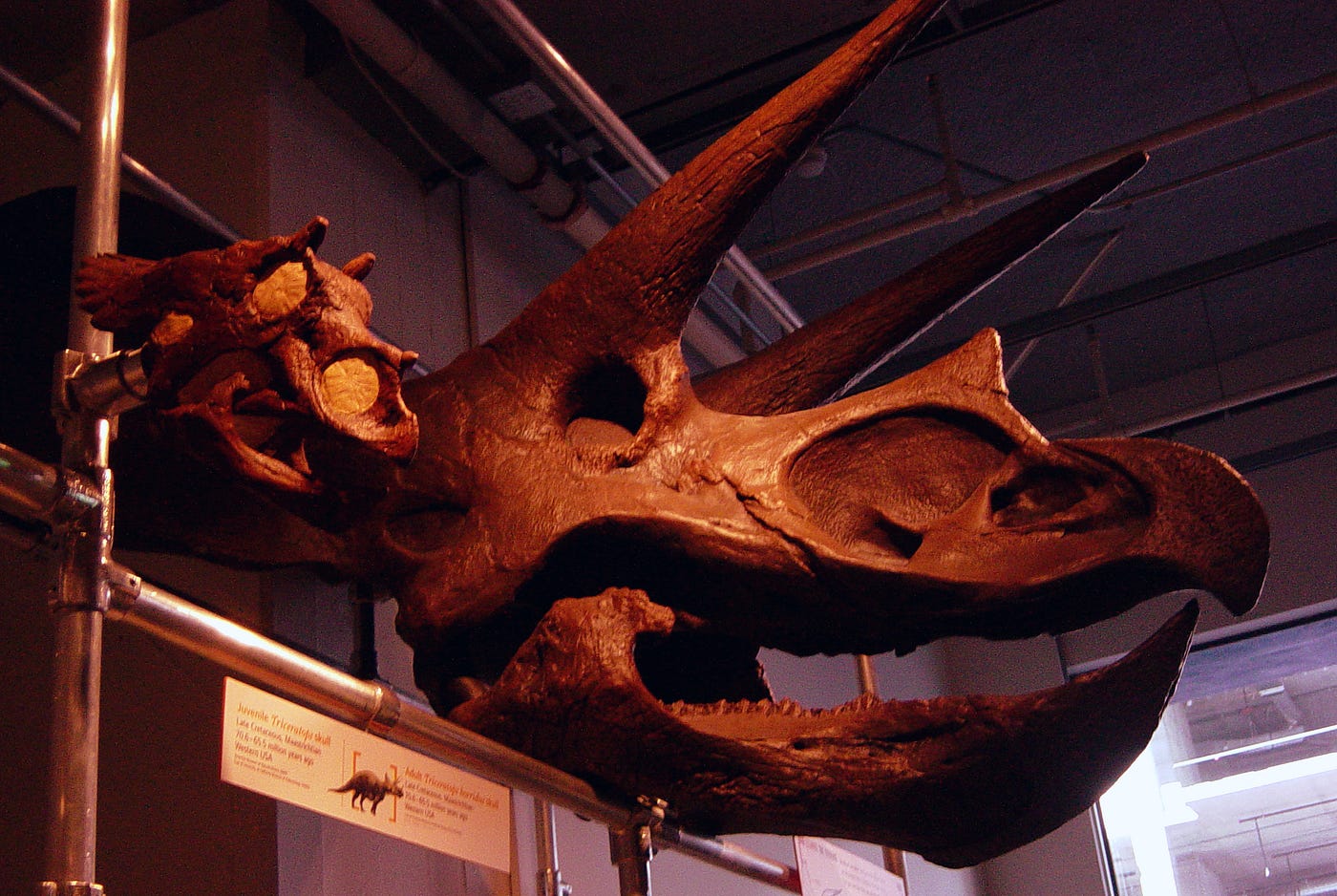 Horns, Beaks & Impressive Frills: The Mighty Ceratopsians | by Panos ...