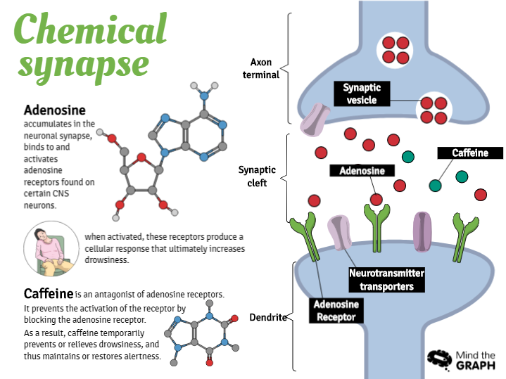 Caffeine: The science behind coffee — Mind The Graph | by Mind the ...