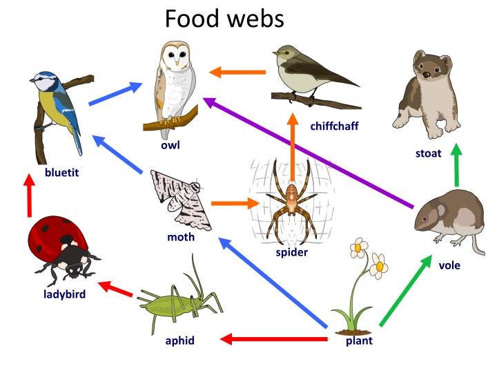 Extinction of just one species could lead to the loss of many.