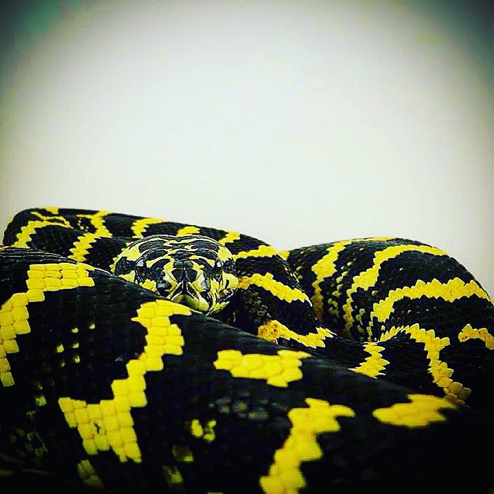 Husbandry of the Jungle Carpet Python in Captivity | by Scott Borden ...
