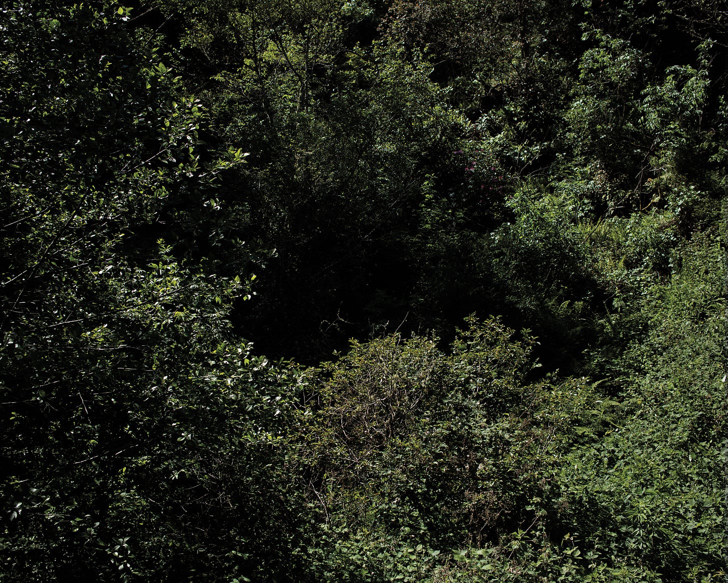 The Man in the Woods. An epic manhunt for a murderer in the… | by ...