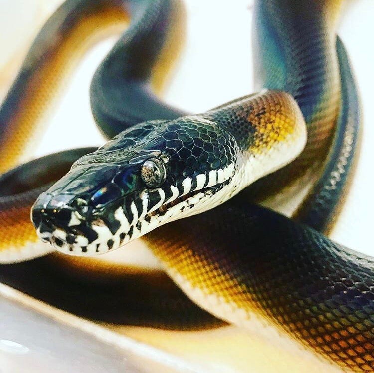 White Lipped Pythons:. Basic Information and Husbandry | by Scott ...