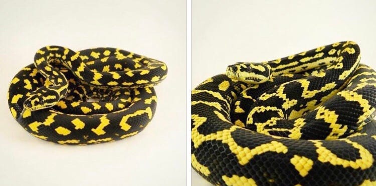 Husbandry of the Jungle Carpet Python in Captivity | by Scott Borden ...