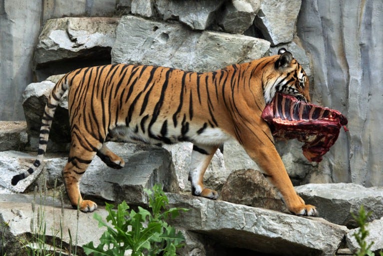 6 Interesting Facts About the ENDANGERED Malayan Tigers.