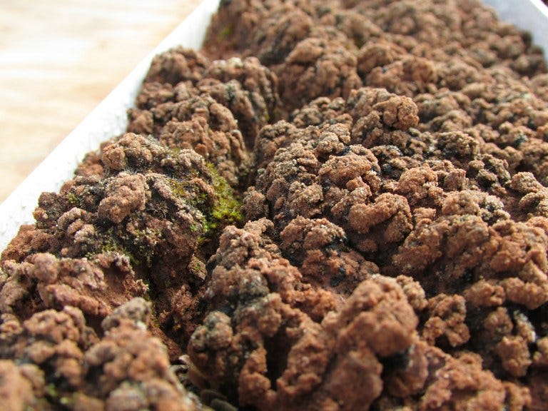 The biocrust conundrum. By destroying biocrust communities… | by High ...