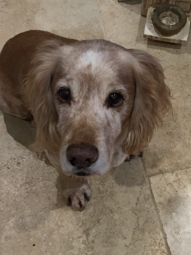 Dog & I: Debbie & Rollo. Life can be stressful. Whether it’s a… | by ...