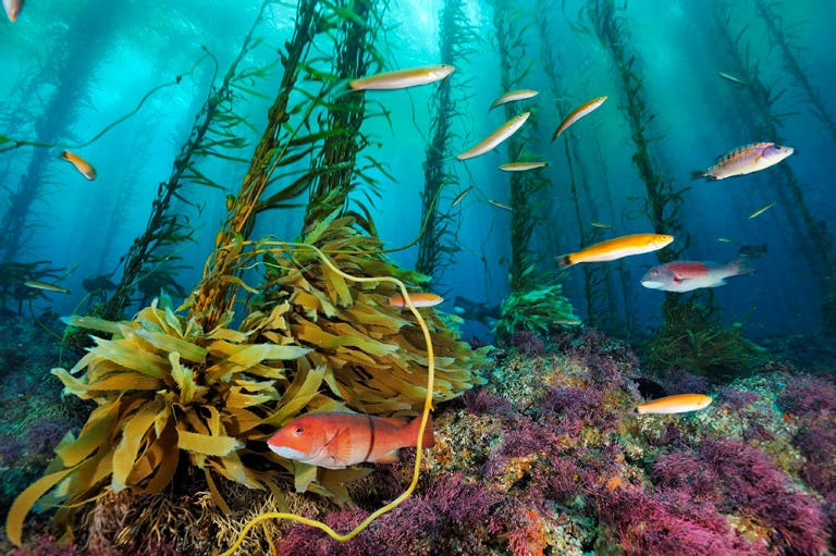 Habitat & Biodiversity. The continual exchange of matter and… | by ...
