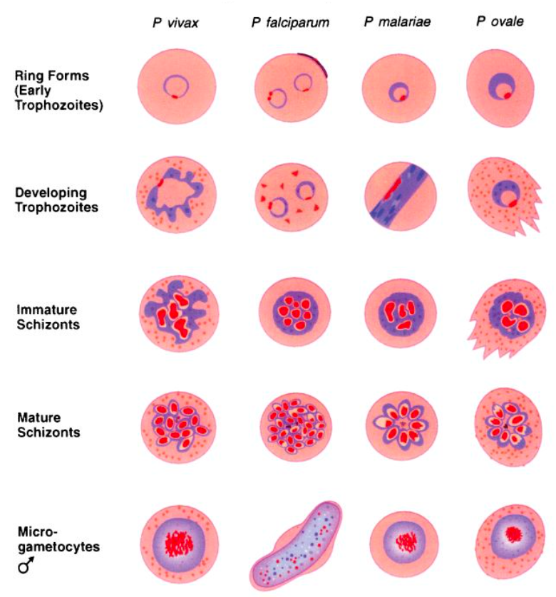 AI Carries the Torch of Malaria Diagnosis in Taiwan | by Taiwan AI Labs ...