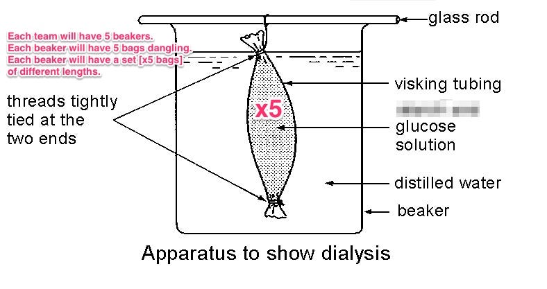 Osmosis and Surface Area/Volume Relationships | by linzel | Medium