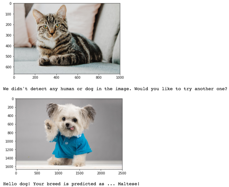 Image Classifier 101: A Dog Breed Example - Yolanda Zhang - Medium