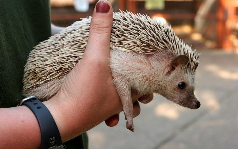 How Long do Hedgehog Live? - Sukses Muda - Medium