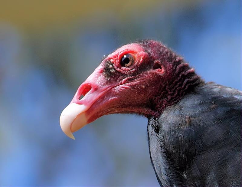 5 unknown facts about vultures that would change your mind | by Niti ...