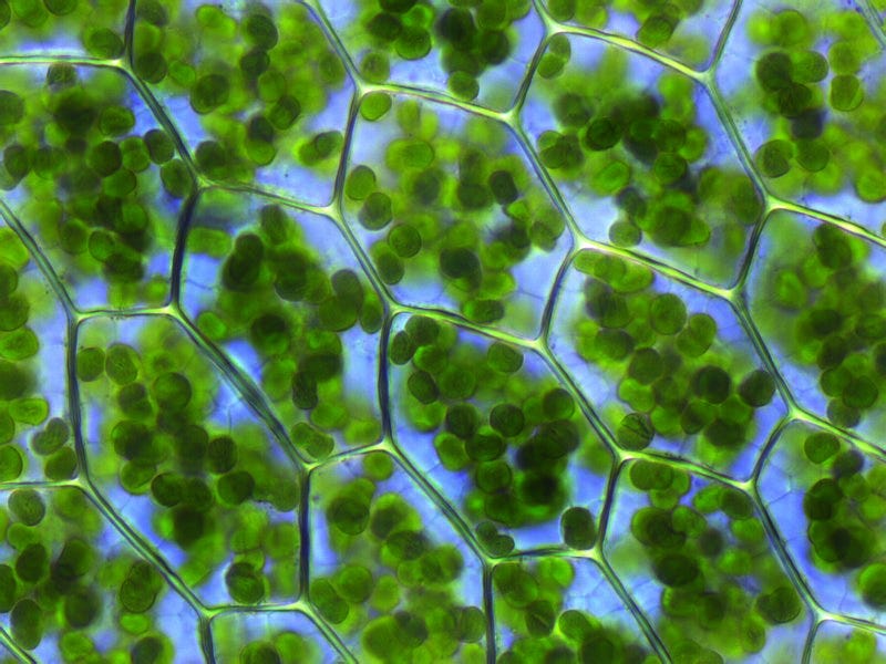 How Did Amazing Tiny Structures Called Plastids Help Make Plants and ...