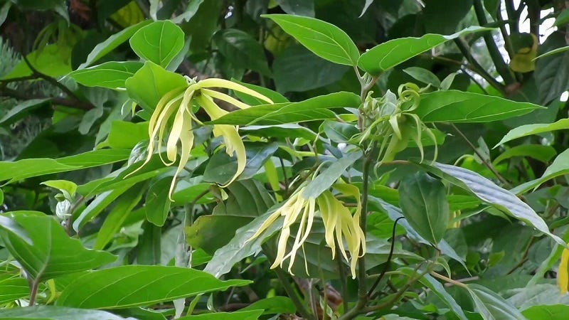 Ilang Ilang - Plants Memo - Medium