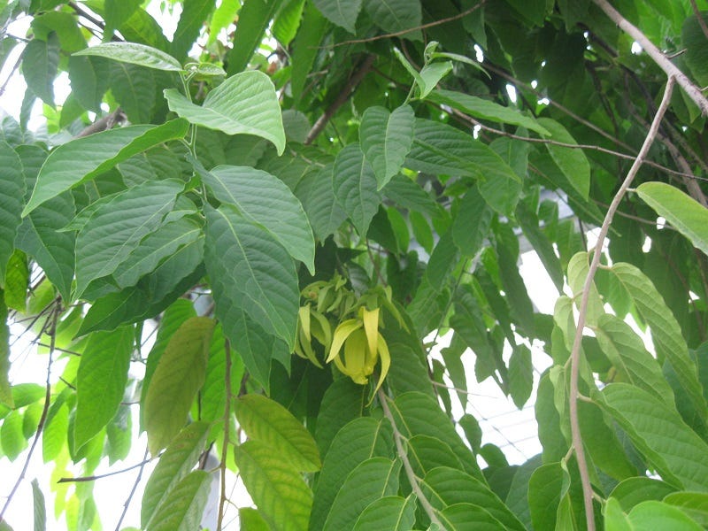 Ilang Ilang - Plants Memo - Medium