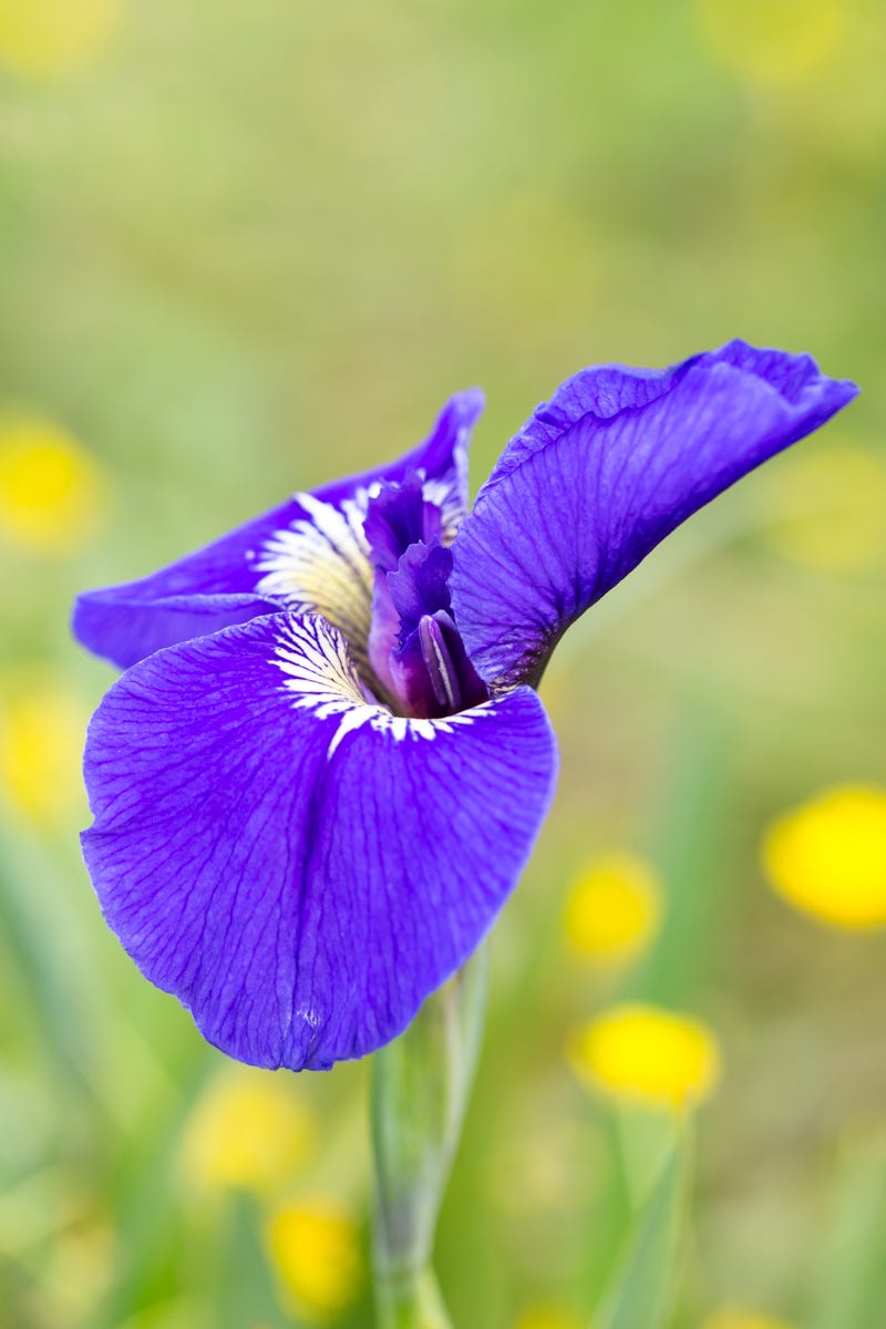 Wildflowers: an Alaskan color palette | by U.S. Fish and Wildlife ...