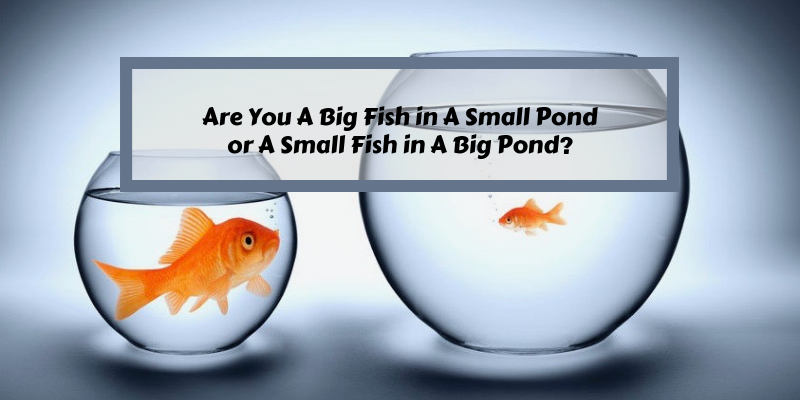 Are You a Big Fish in a Small Pond Or a Small Fish in a Big Pond? | by ...