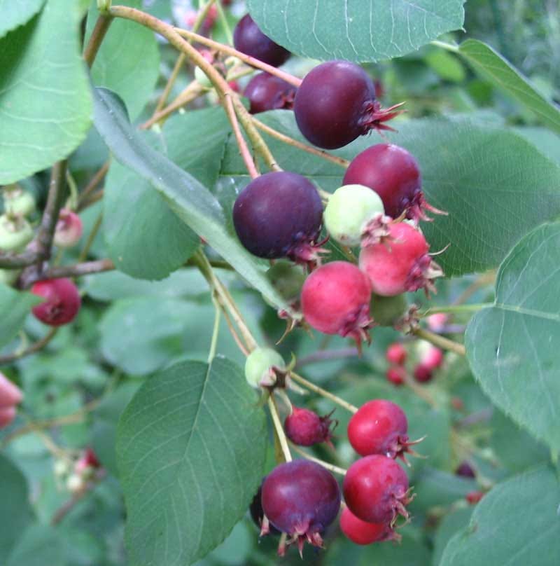 October Garden Treasures. Finding a Last bit of Colour | by Louise ...