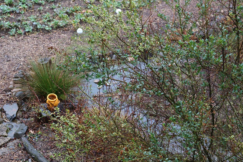 The swales at the ecovillage are lovely when it rains | by Pandora ...