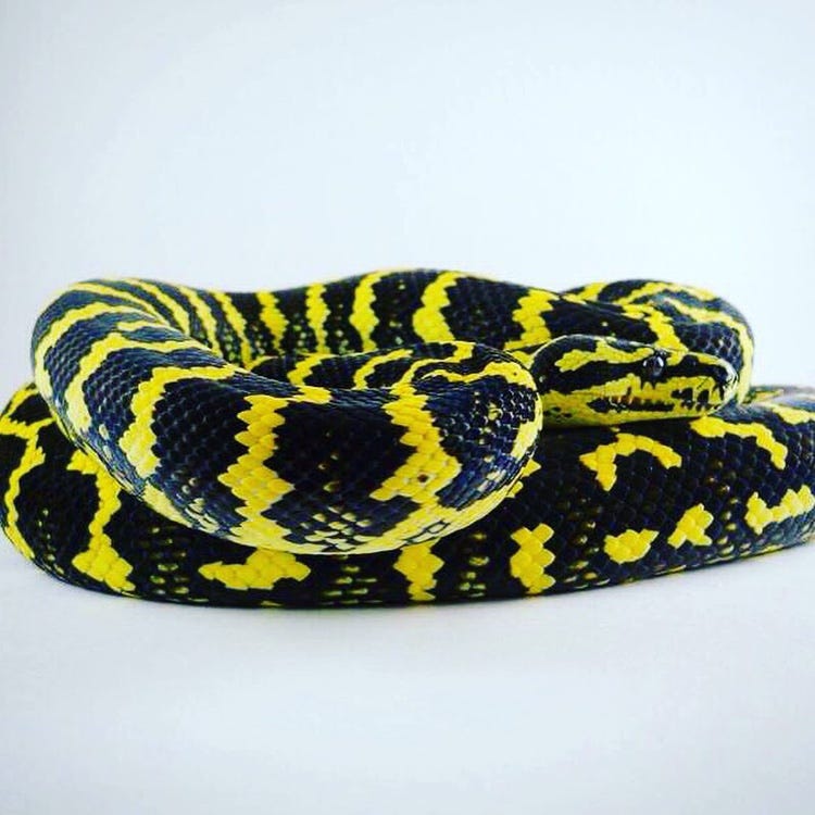 Husbandry of the Jungle Carpet Python in Captivity | by Scott Borden ...