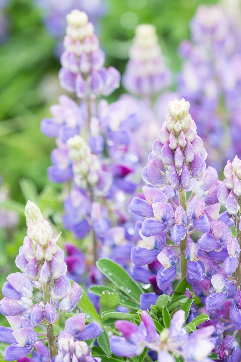 Wildflowers: an Alaskan color palette | by U.S. Fish and Wildlife ...