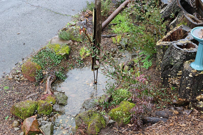 The swales at the ecovillage are lovely when it rains | by Pandora ...