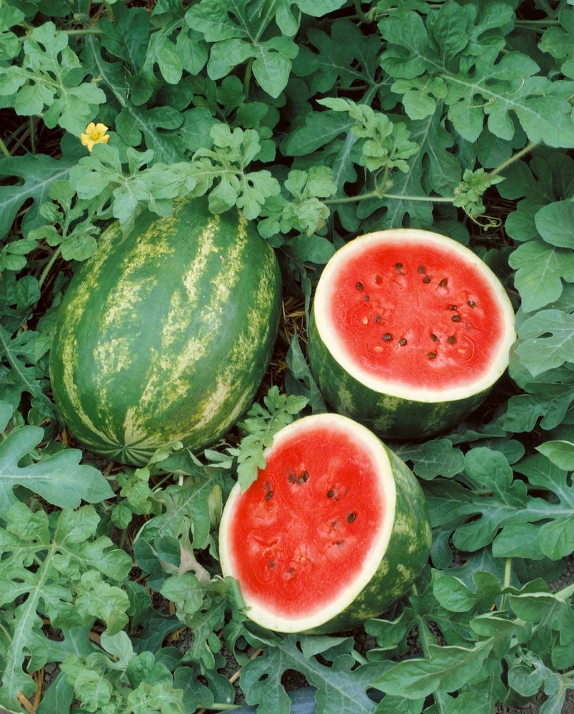 The Mighty Melon Fly. I once saw this advert something like 8… | by ...