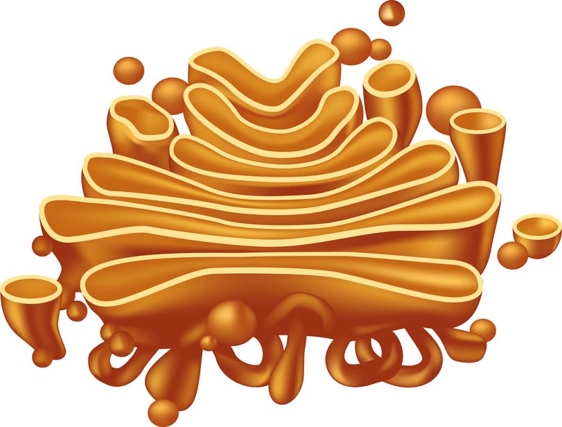 Why Is The Golgi Apparatus The Most Important Organelle why-is-the-golgi-apparatus-the-most-important-organelle