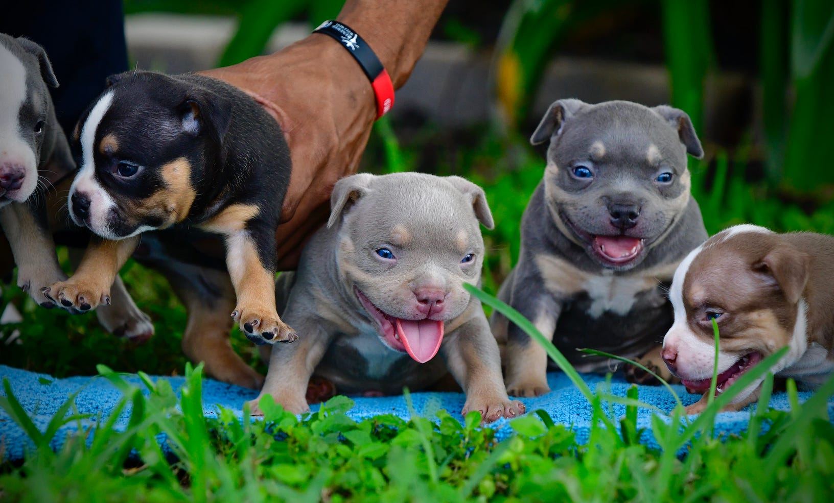 THE INCREDIBLE COLORS OF THE AMERICAN BULLY BREED | Venomline