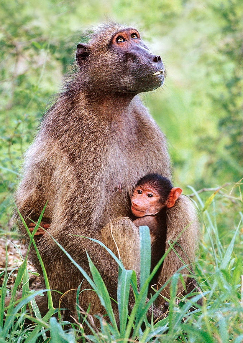 Autism and Photographing Animals. How my autism proved to be my main ...