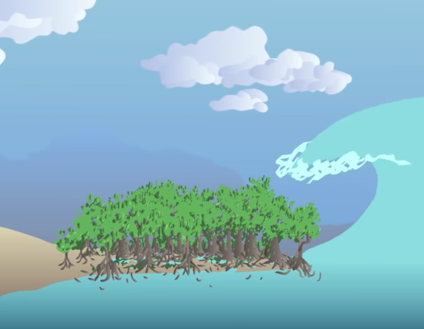 Mangroves save lives, can we save them? | by Bella Ota | CLIMURGENCY ...