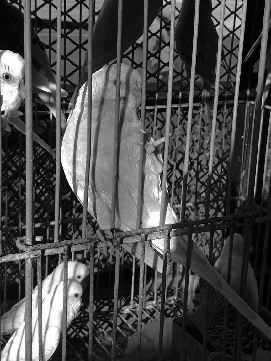 Me to my Inner Bird!. This is the story of a bird that wants… | by Mah ...