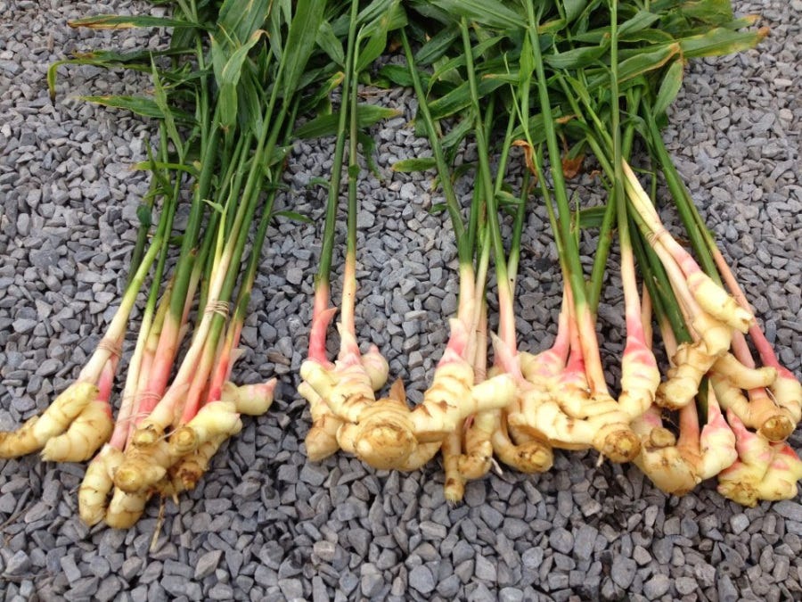 ROOT SYSTEM 2 Tap Roots And Adventitious Roots Can By Biology