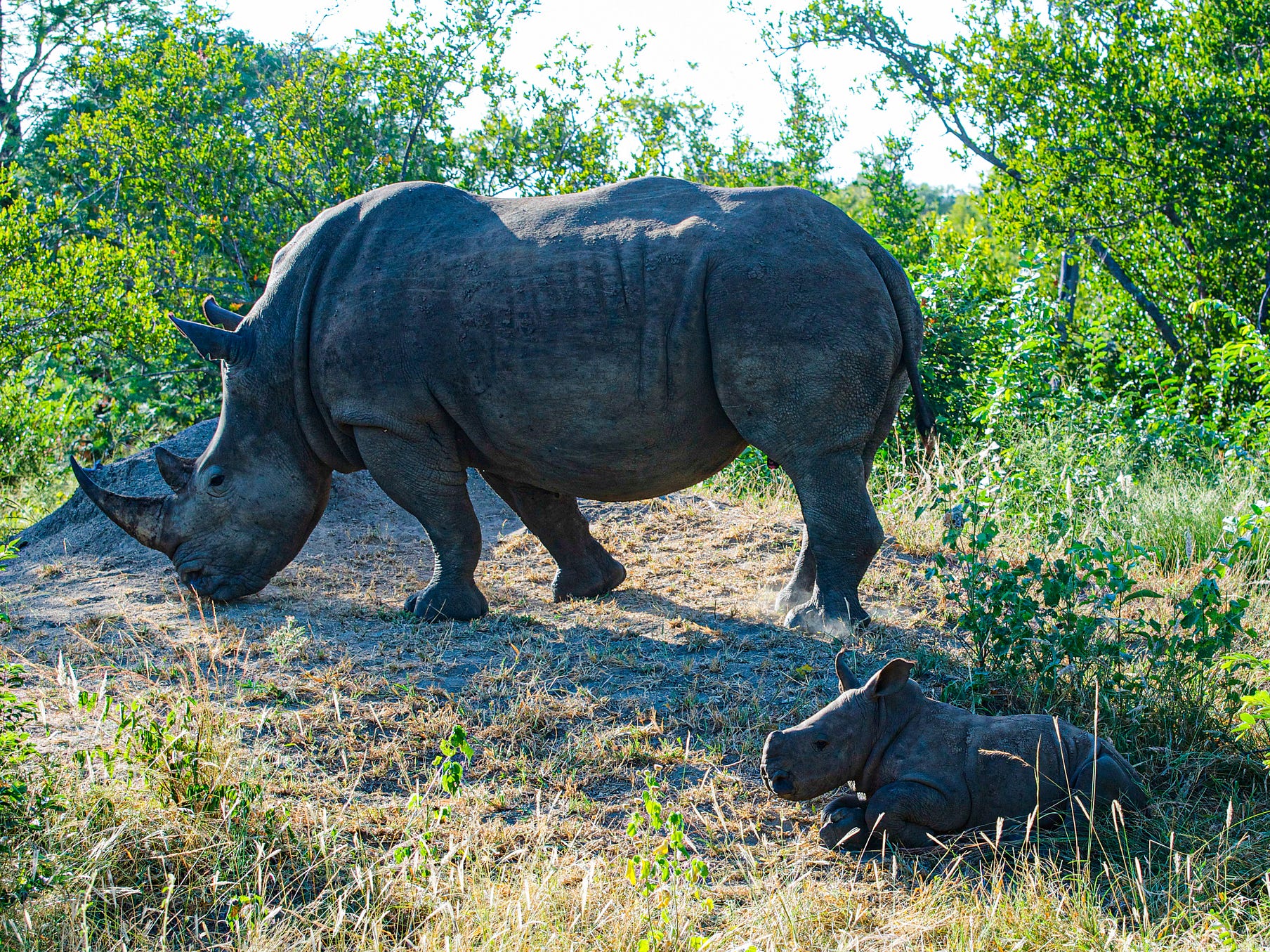 The Beauty of Rhinoceri. Gentle Giants on the Verge of… | by Erika ...
