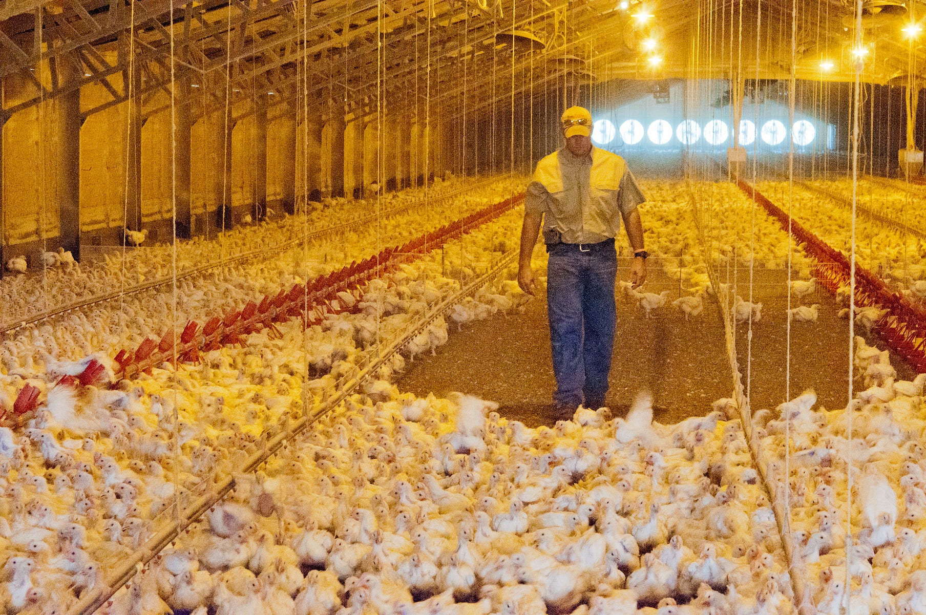 Exposed: The Tory-Trump plan to kill food safety with Brexit chicken ...