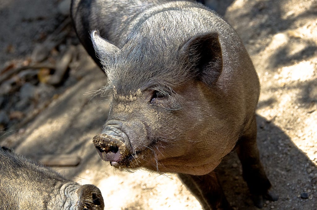 Origins of 2009 flu pandemic confirmed to be pigs in Mexico | by eLife ...