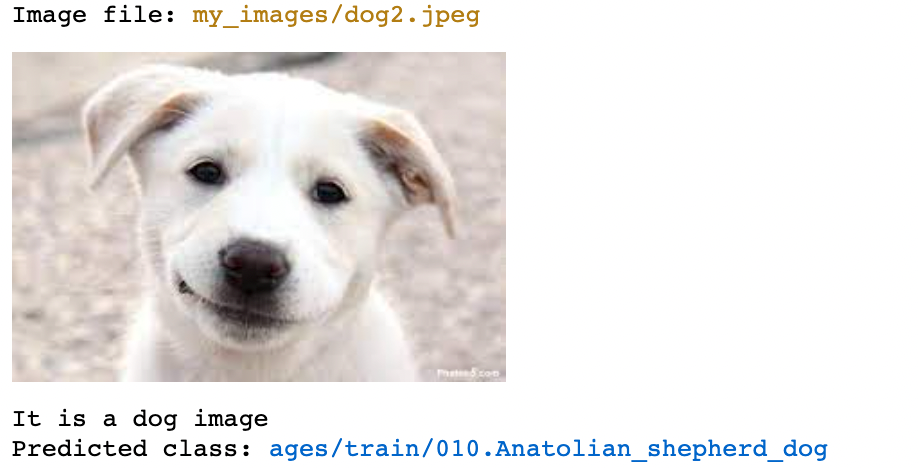 Using CNN — Dog Breed Classifier. This is the capstone project of ...