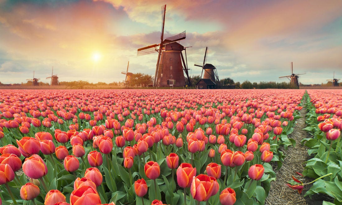 Buy spring boot embedded mongodb example cheap online