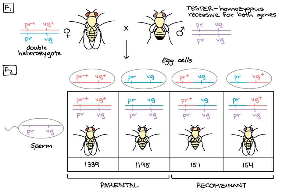 5-Step Guide to Understand Linked Genes & Chromosome Meiosis | by The ...
