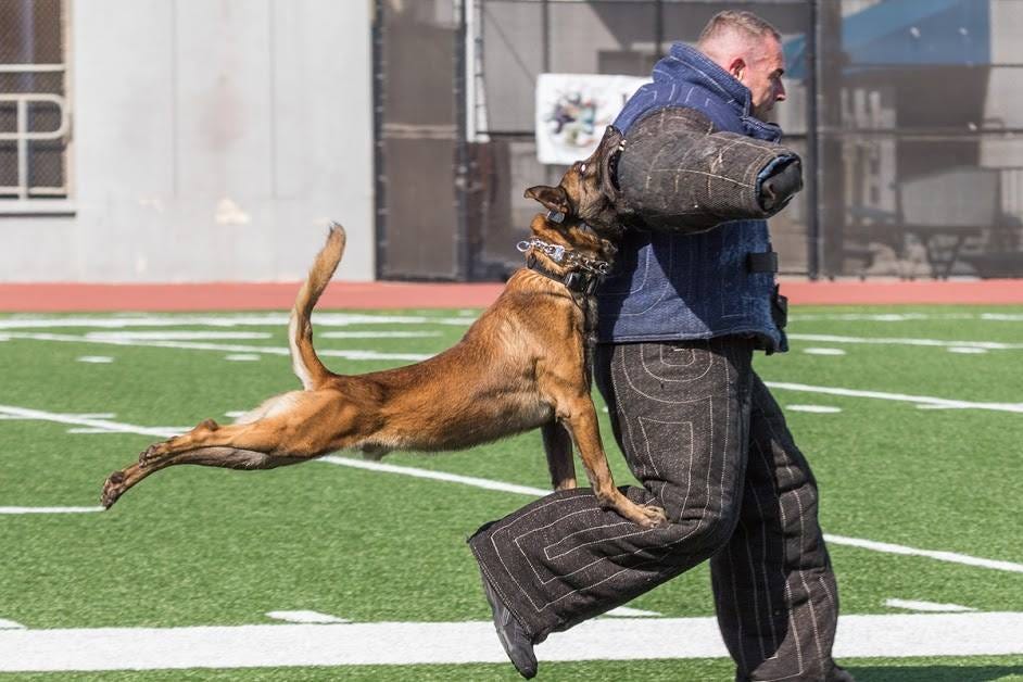 LAPD Officer Keeps K-9 Unit Dogs Caged for Days | KNOCK