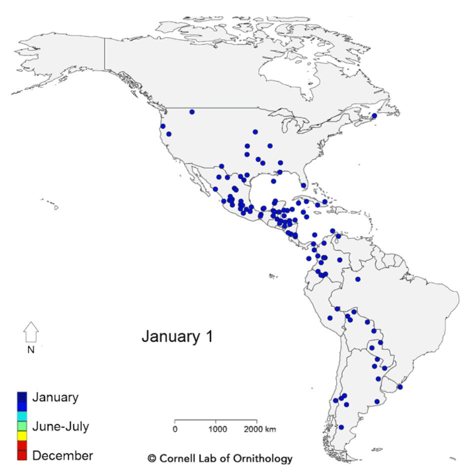 Citizen Science Reveals Annual Bird Migrations Across Continents