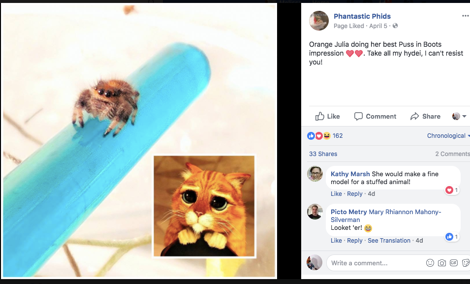 Inside the Delightful World of Bug Facebook | by melissa mcewen | Medium