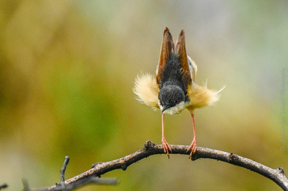 169th Birdwalk at Edulabad Lake, Hyderabad - HBP Birdwalks - Medium