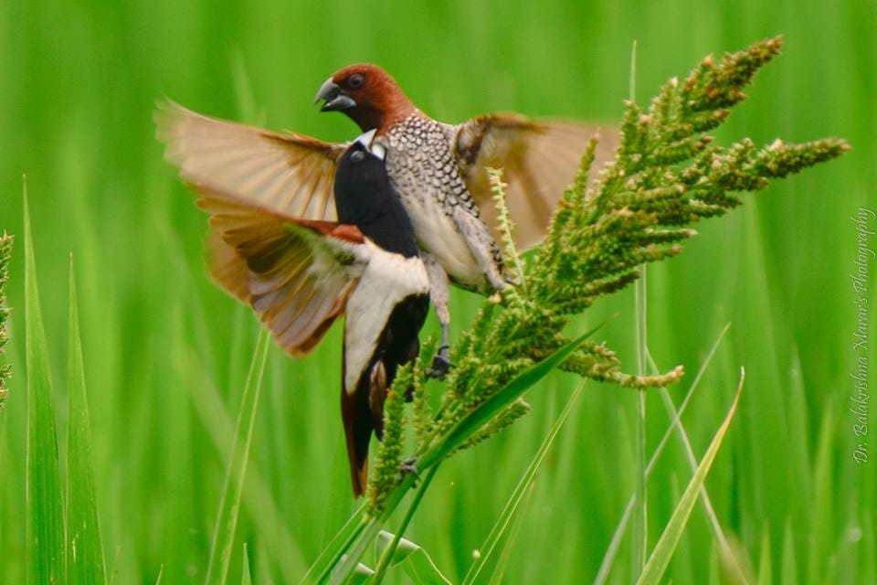 169th Birdwalk at Edulabad Lake, Hyderabad - HBP Birdwalks - Medium
